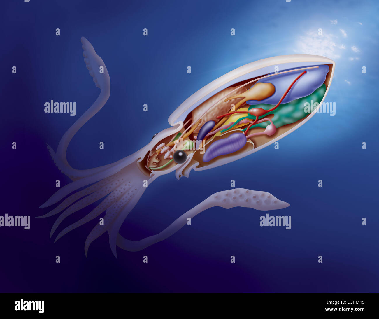 Labeled Squid Body Parts Male
