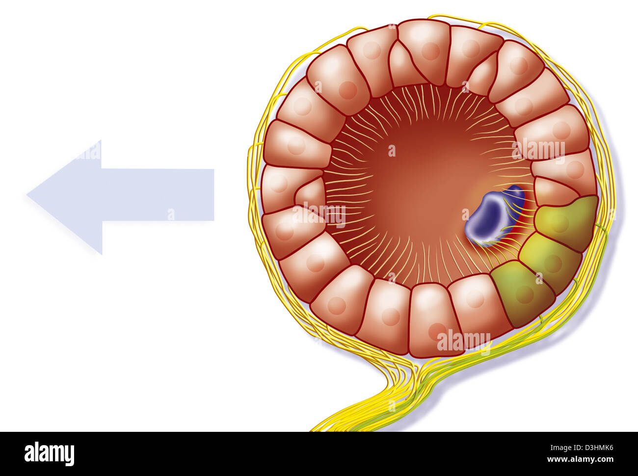 Mollusca drawings hi-res stock photography and images - Alamy