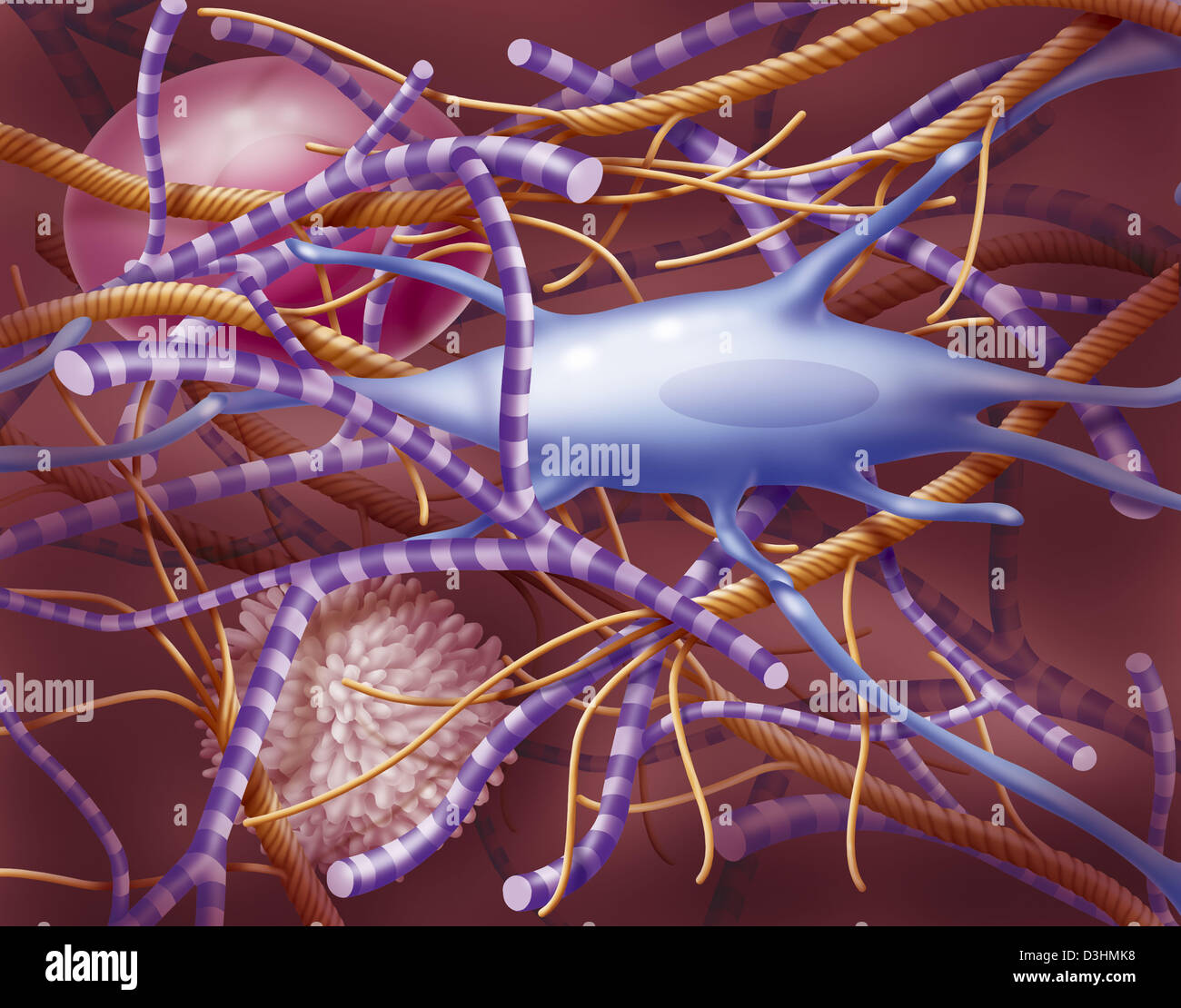 Fibroblast skin cells hi-res stock photography and images - Alamy