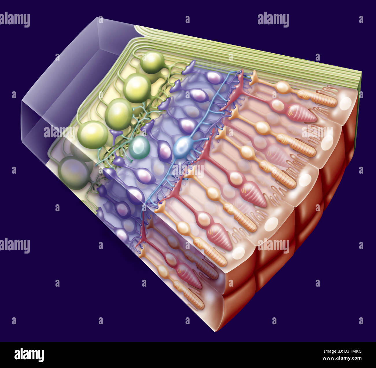Retinal ganglion neurons hi-res stock photography and images - Alamy