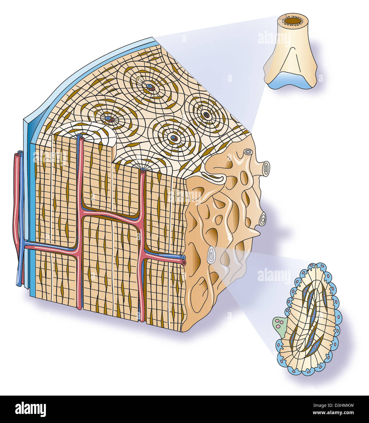 Bone cells illustrations hi-res stock photography and images - Alamy