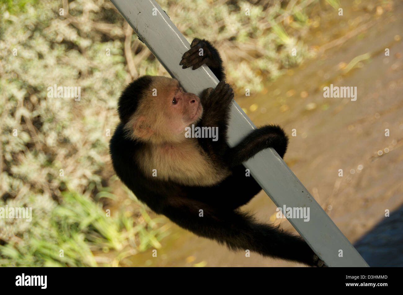 White Faced Monkey capuchin Costa Rica Stock Photo - Alamy