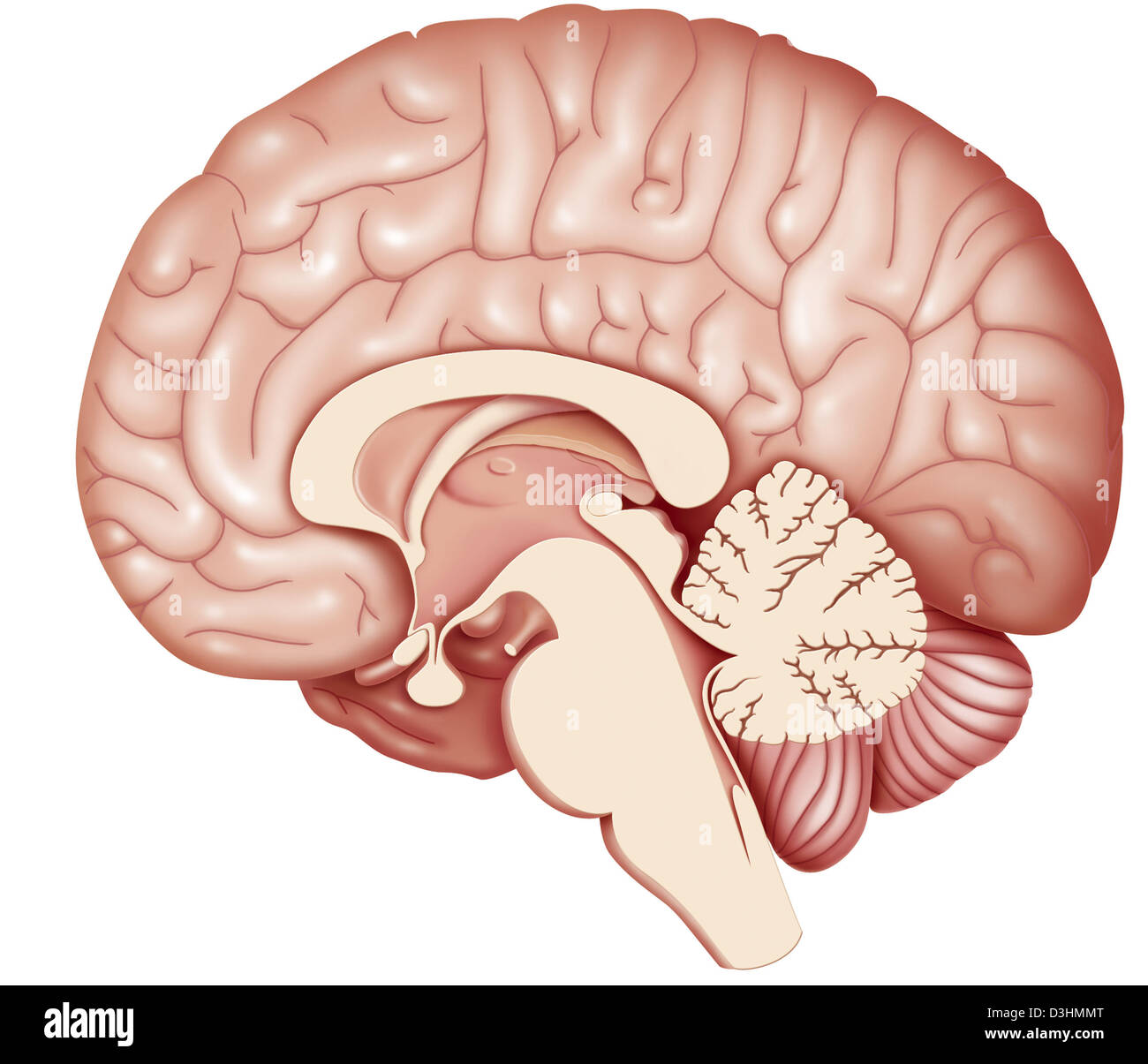 Brain regions hi-res stock photography and images - Alamy