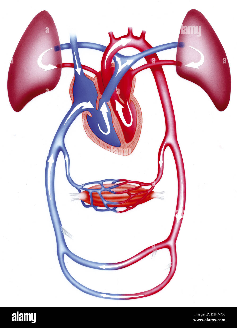 Systemic Circulation Steps