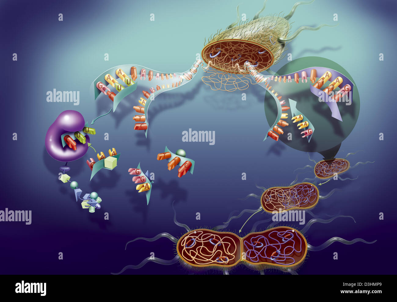 Bacterial dna model hi-res stock photography and images - Alamy