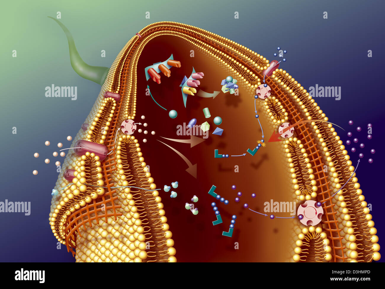 Bacterial protein synthesis hi-res stock photography and images - Alamy