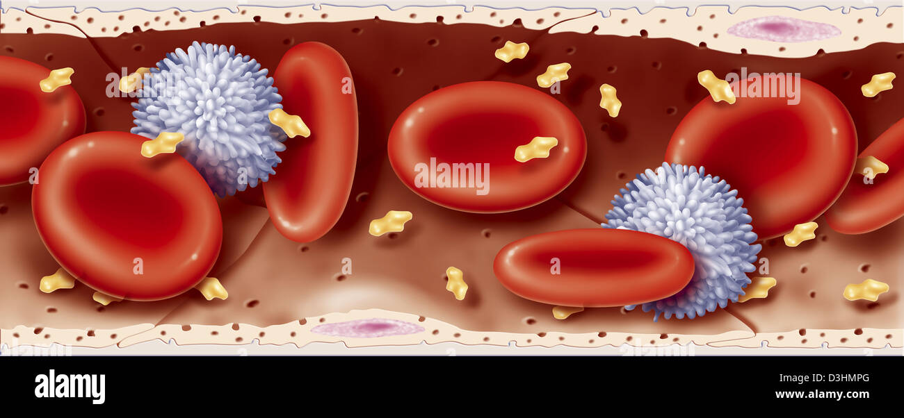 White Blood Cell Drawing Stock Photos & White Blood Cell Drawing Stock ...