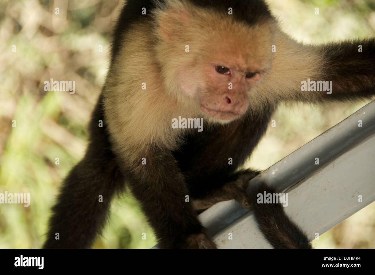 White Faced Monkey capuchin Costa Rica Stock Photo - Alamy