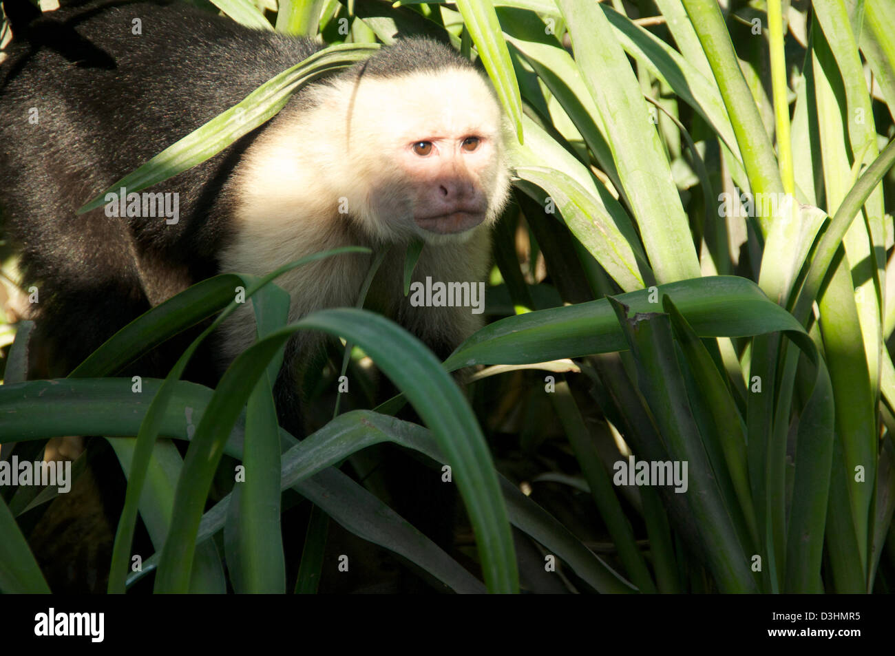 White Faced Monkey capuchin Costa Rica Stock Photo - Alamy