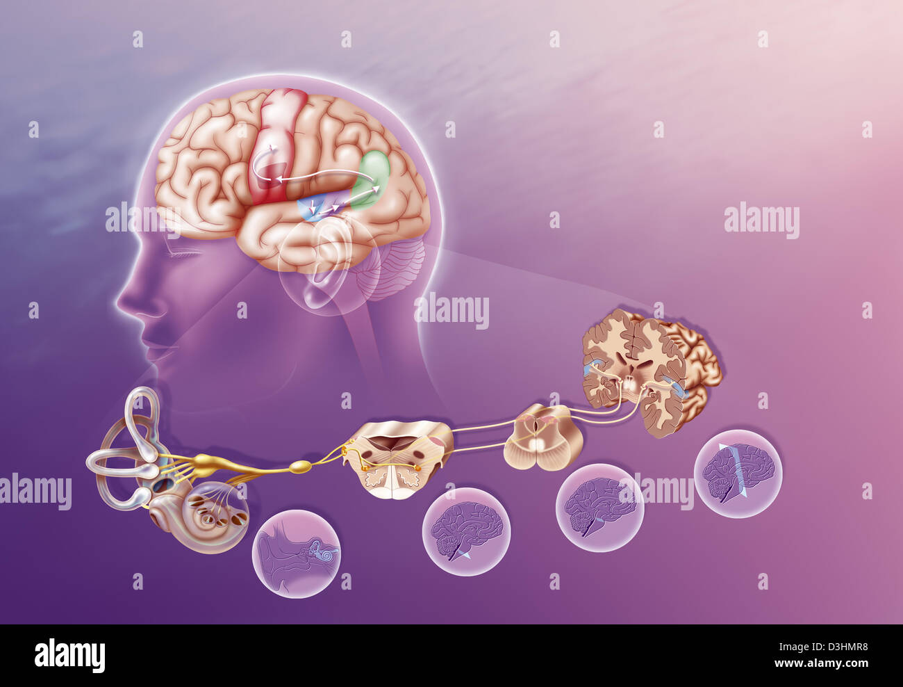 Medial geniculate hi-res stock photography and images - Alamy