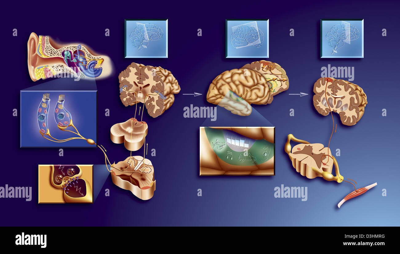 Auditory cortex neuron hi-res stock photography and images - Alamy