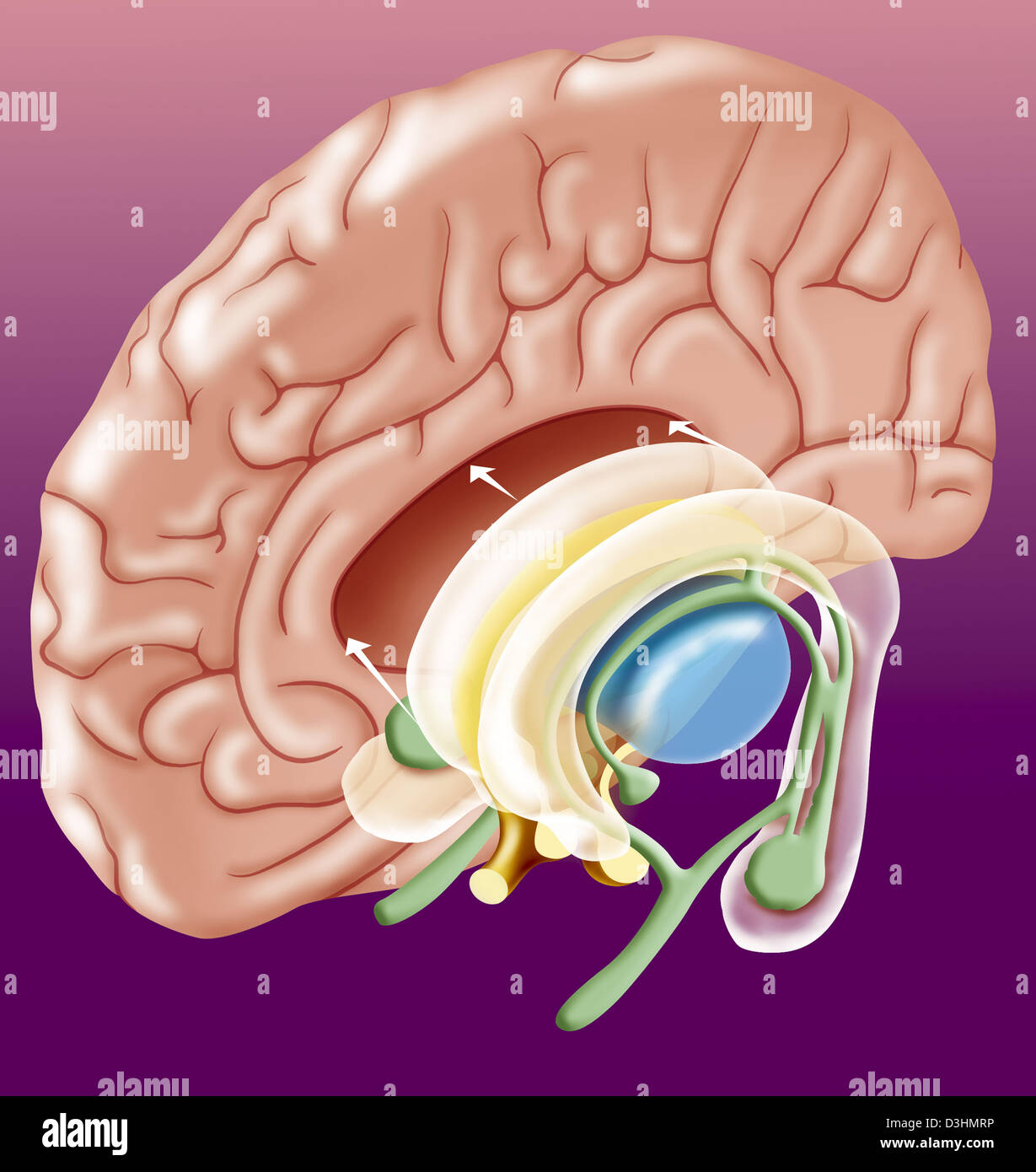 Limbic system drawing hi-res stock photography and images - Alamy