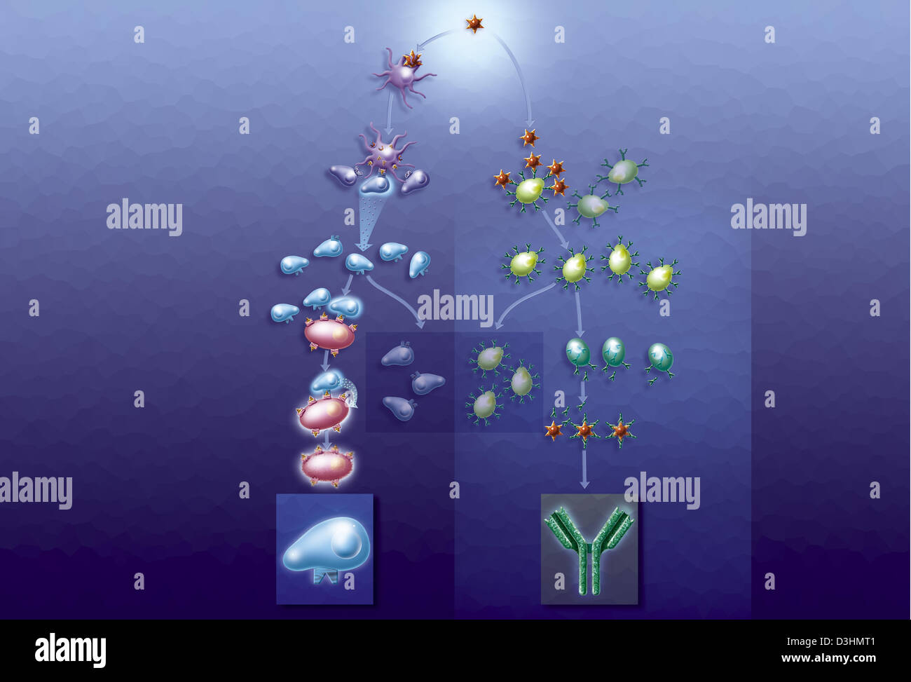 Drawings of phagocytic leukocytes hi-res stock photography and images ...