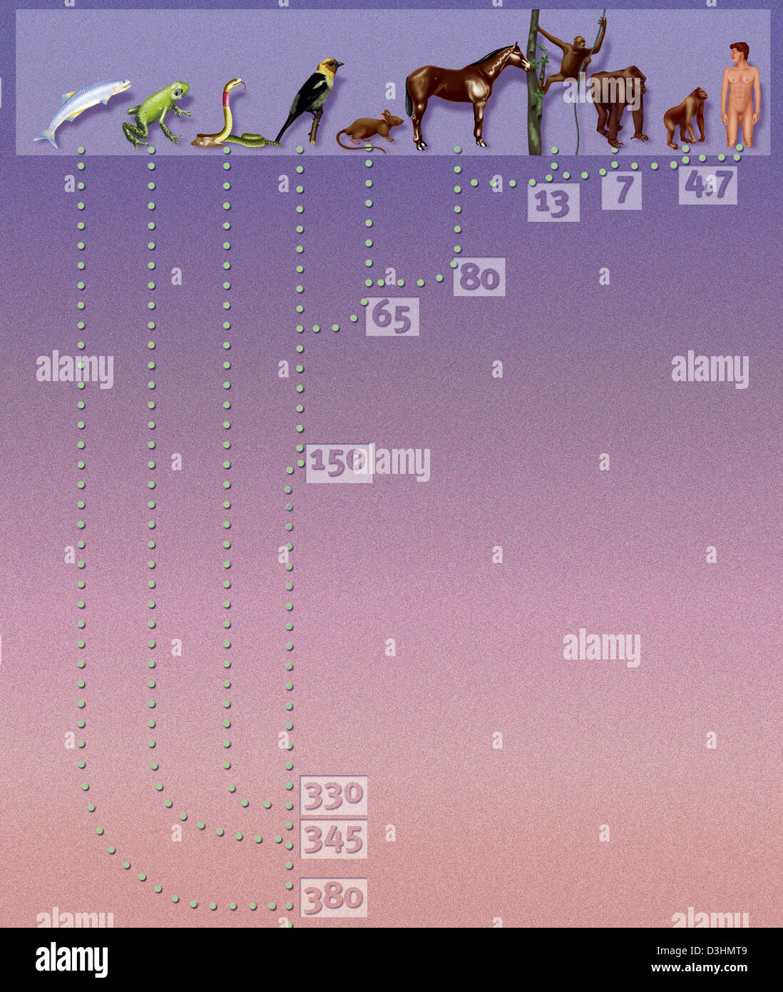 Evolution drawing hi-res stock photography and images - Alamy