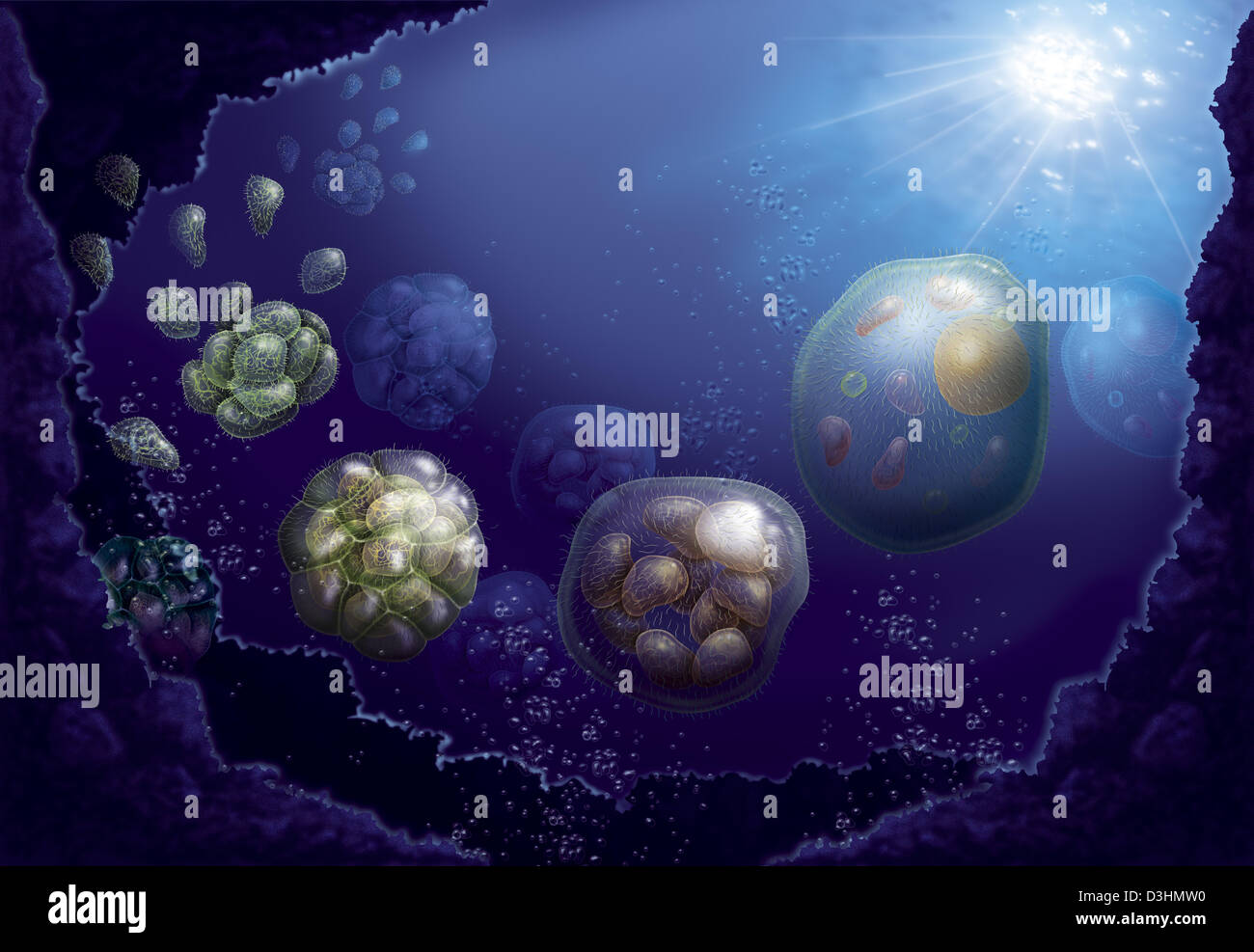 Symbiotic cells hi-res stock photography and images - Alamy