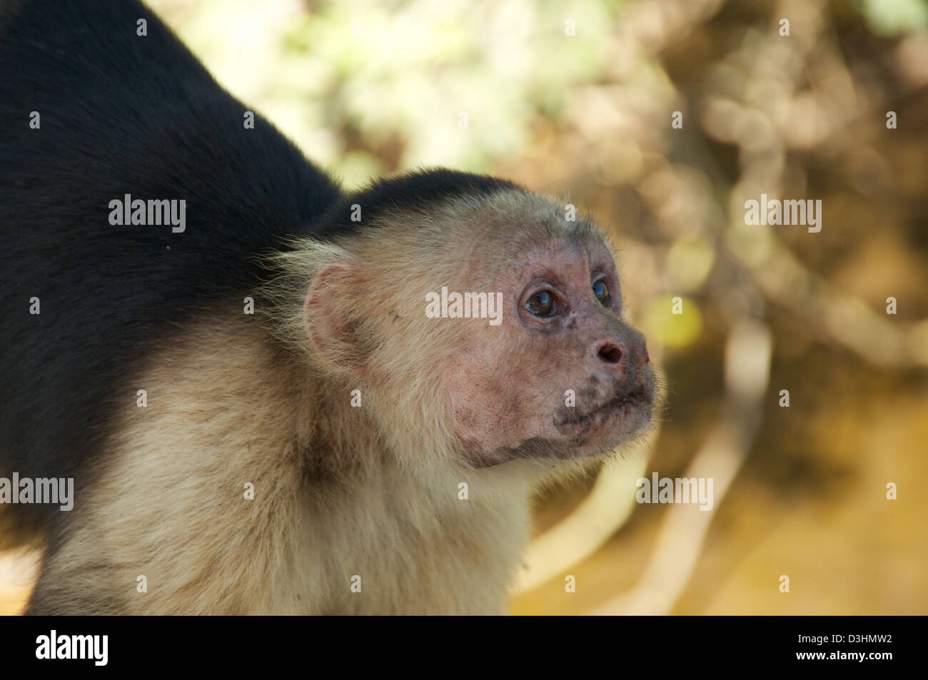 White Faced Monkey capuchin Costa Rica Stock Photo - Alamy