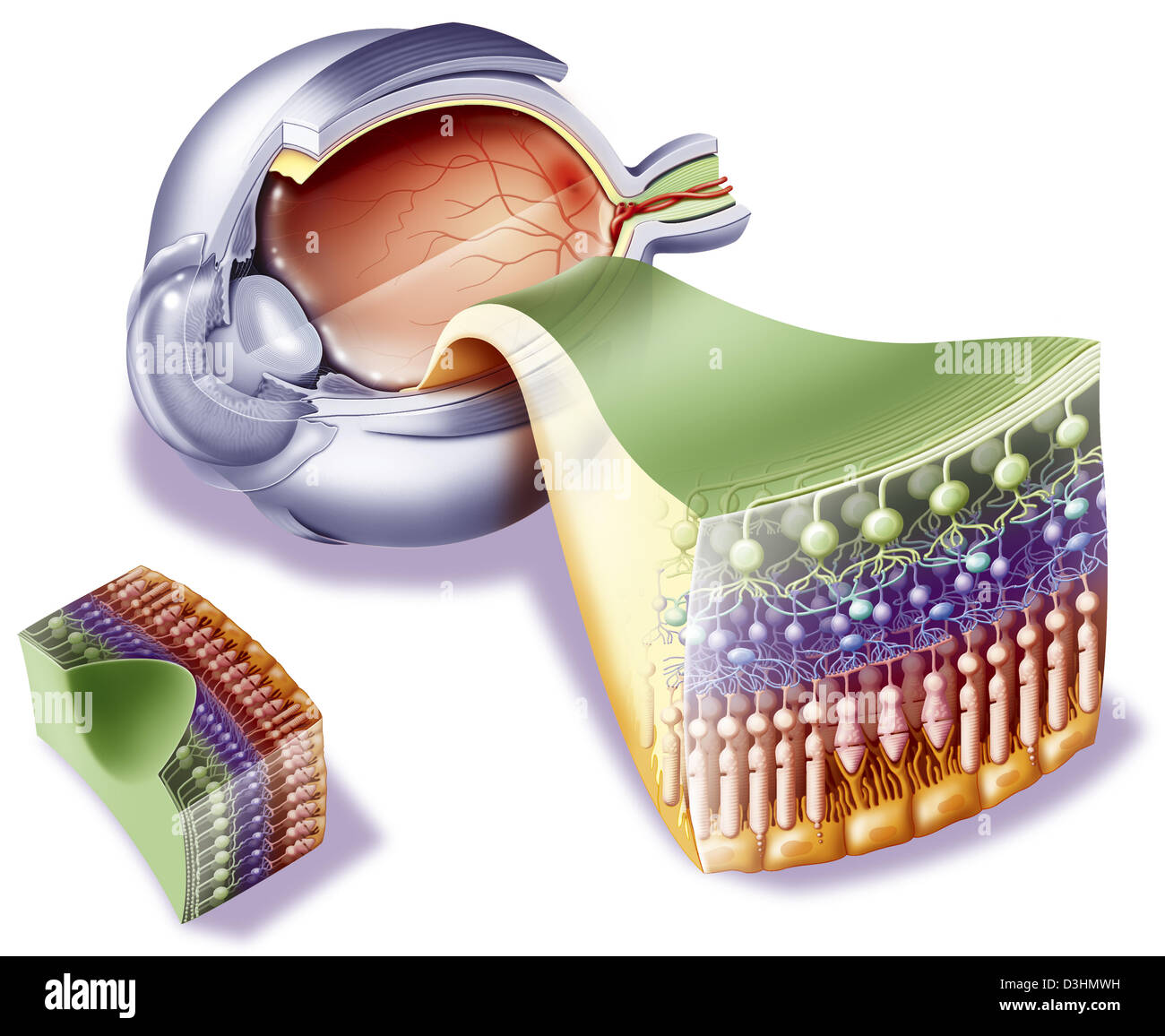 Retinal neuron hi-res stock photography and images - Alamy