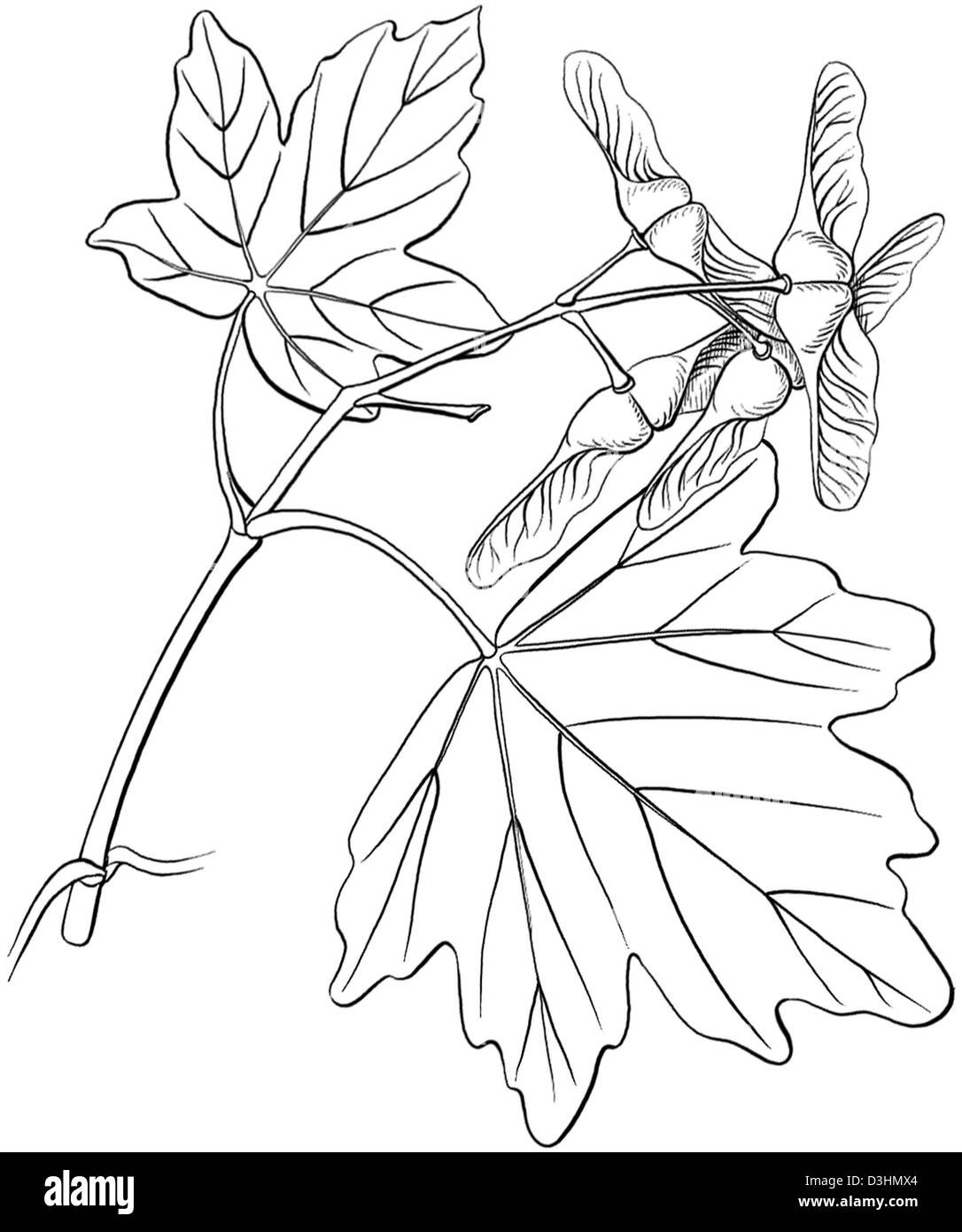FIELD MAPLE, DRAWING Stock Photo - Alamy