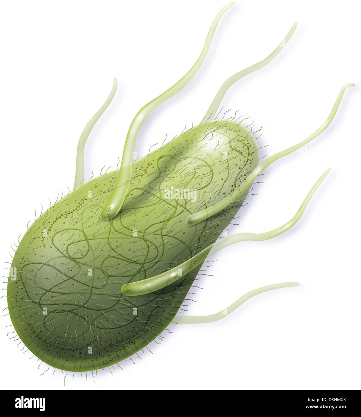 Drawing bacteria Cut Out Stock Images & Pictures - Alamy