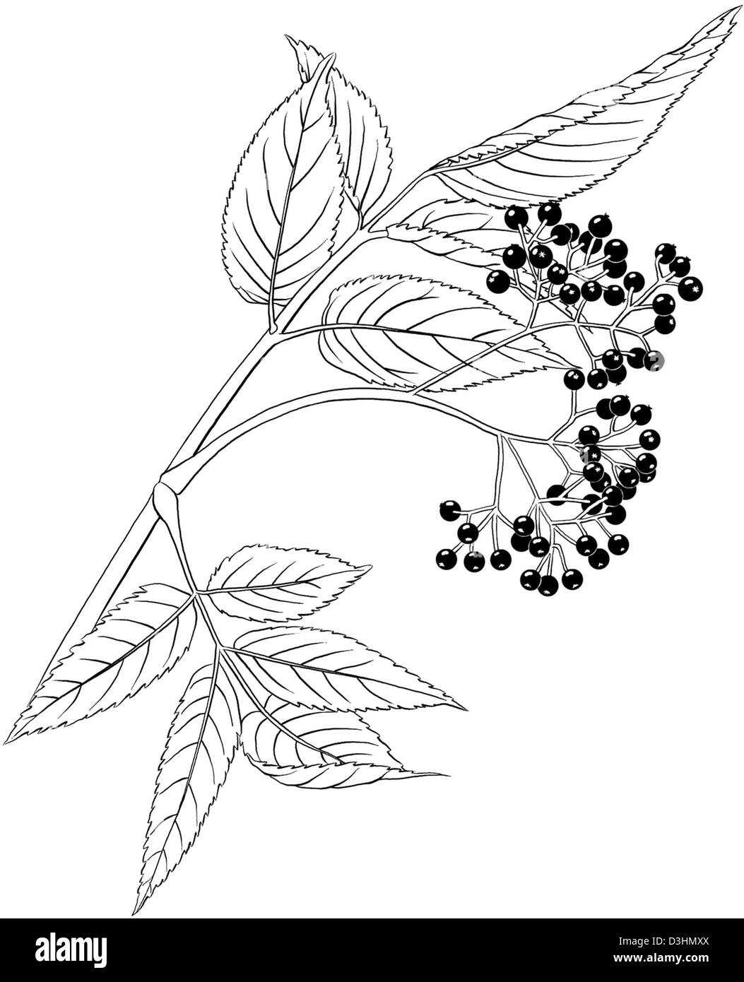 Plant vegetal Black and White Stock Photos & Images - Alamy