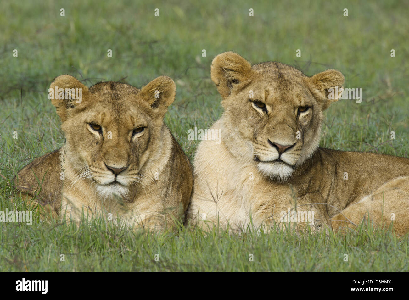 Lion cubs (Panthero leo), Ol Pejeta Wildlife Conservancy, Laikipia ...
