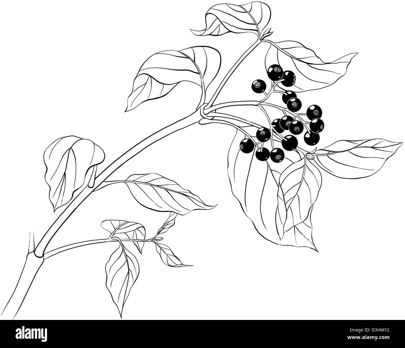 Cornus dogwood fruits Black and White Stock Photos & Images - Alamy