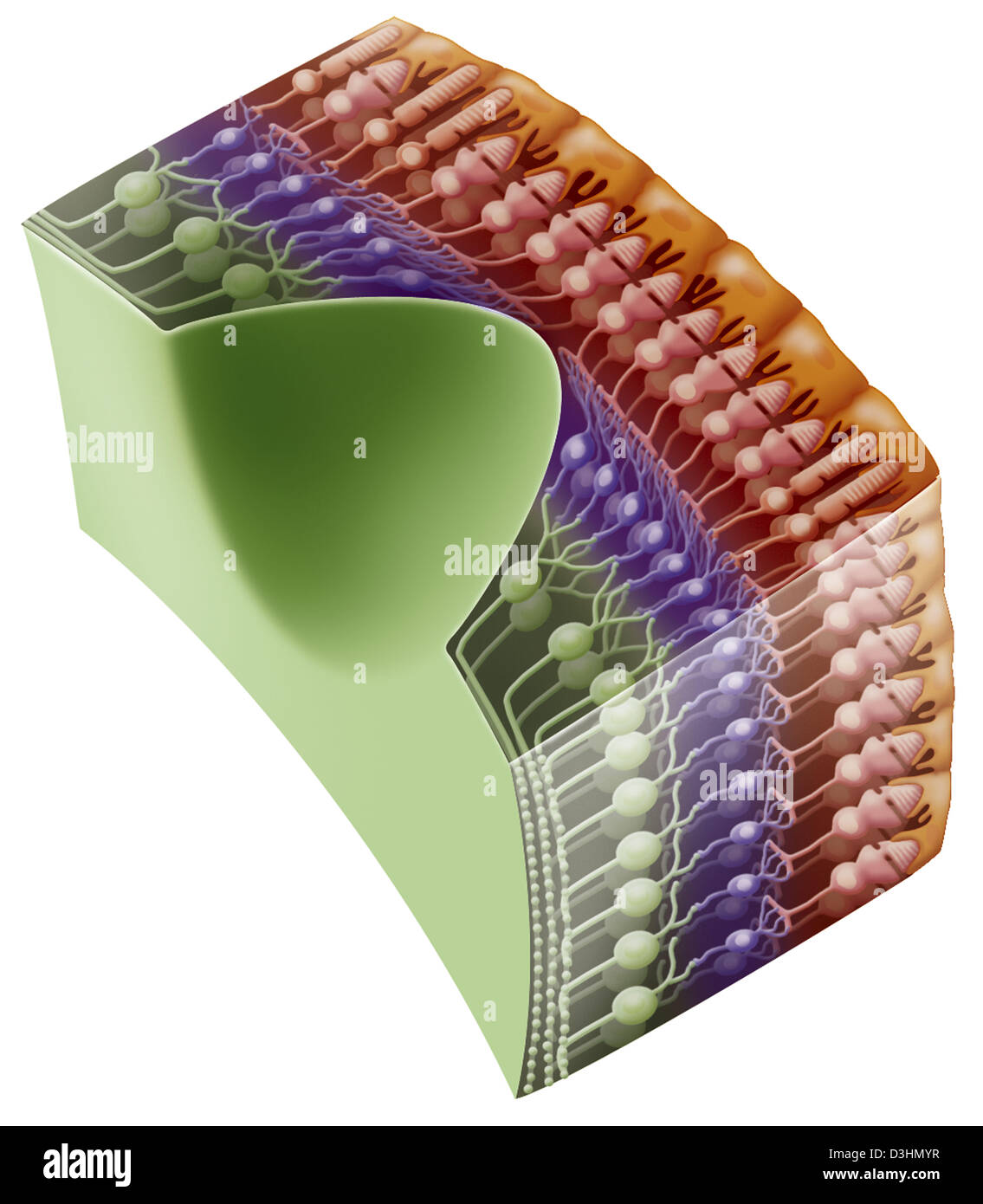 Retina hi-res stock photography and images - Alamy