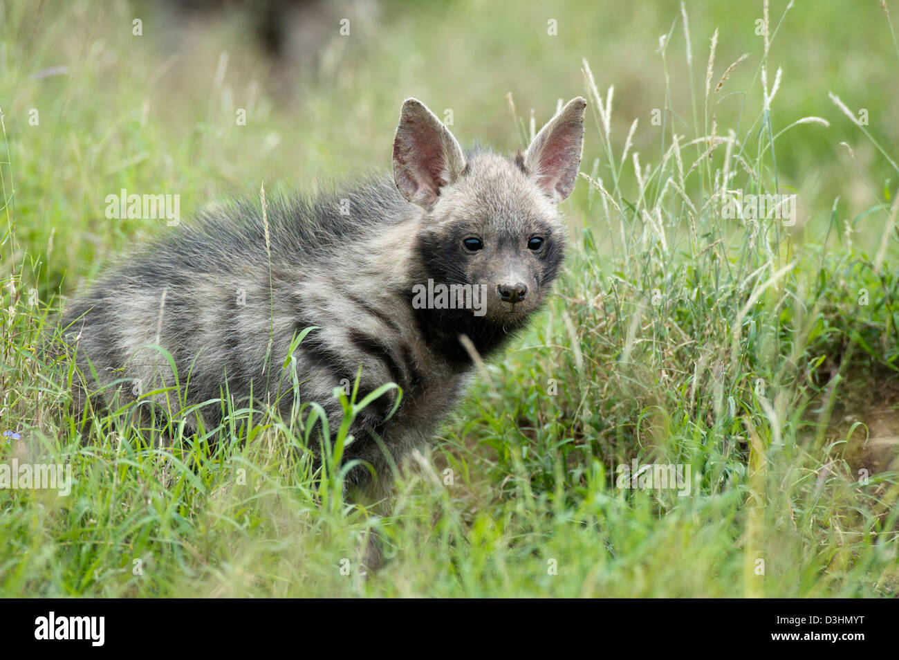 Hyaena pup High Resolution Stock Photography and Images - Alamy