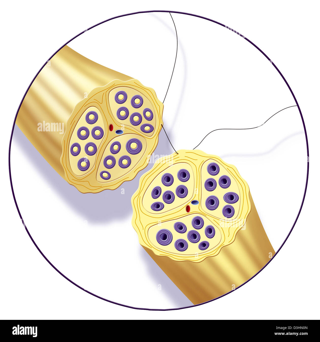 Sutures medical illustration hi-res stock photography and images - Alamy