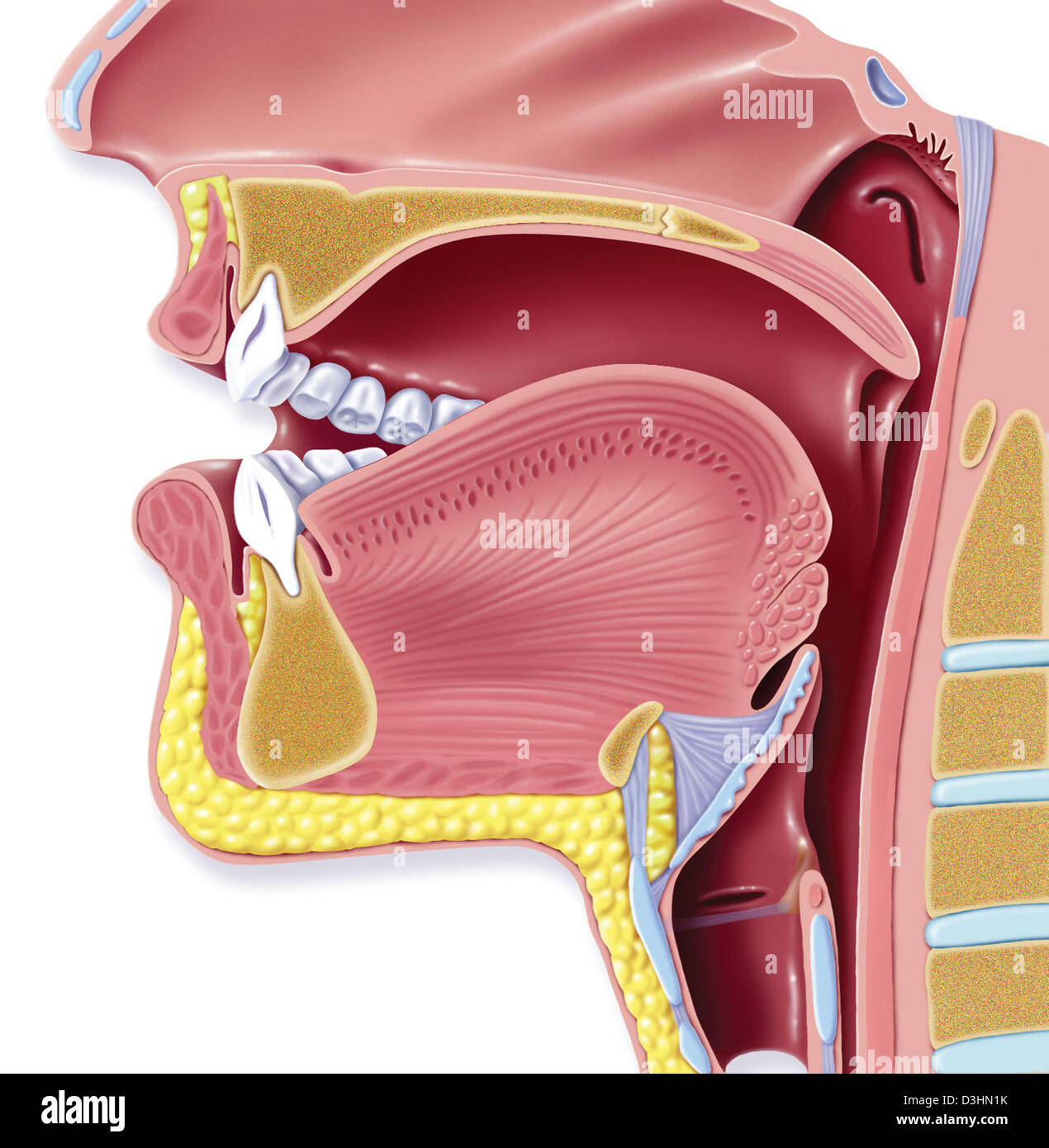 Pharynx drawing hi-res stock photography and images - Alamy