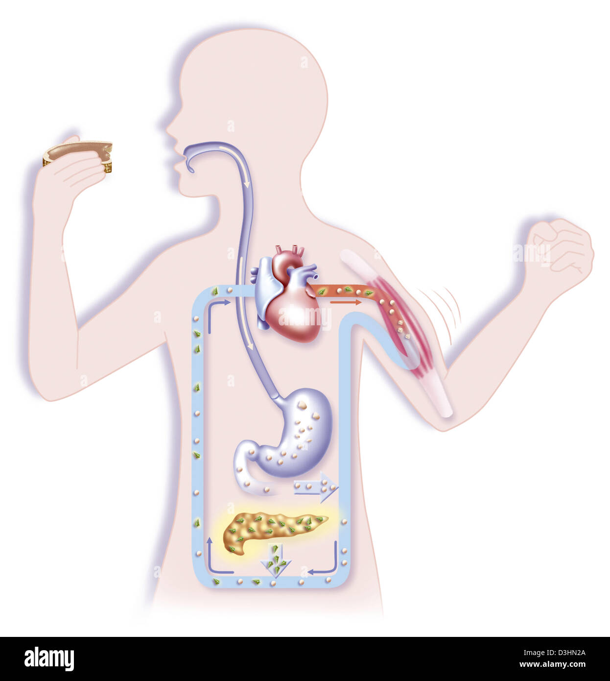 Digestive system illustration child hi-res stock photography and images ...