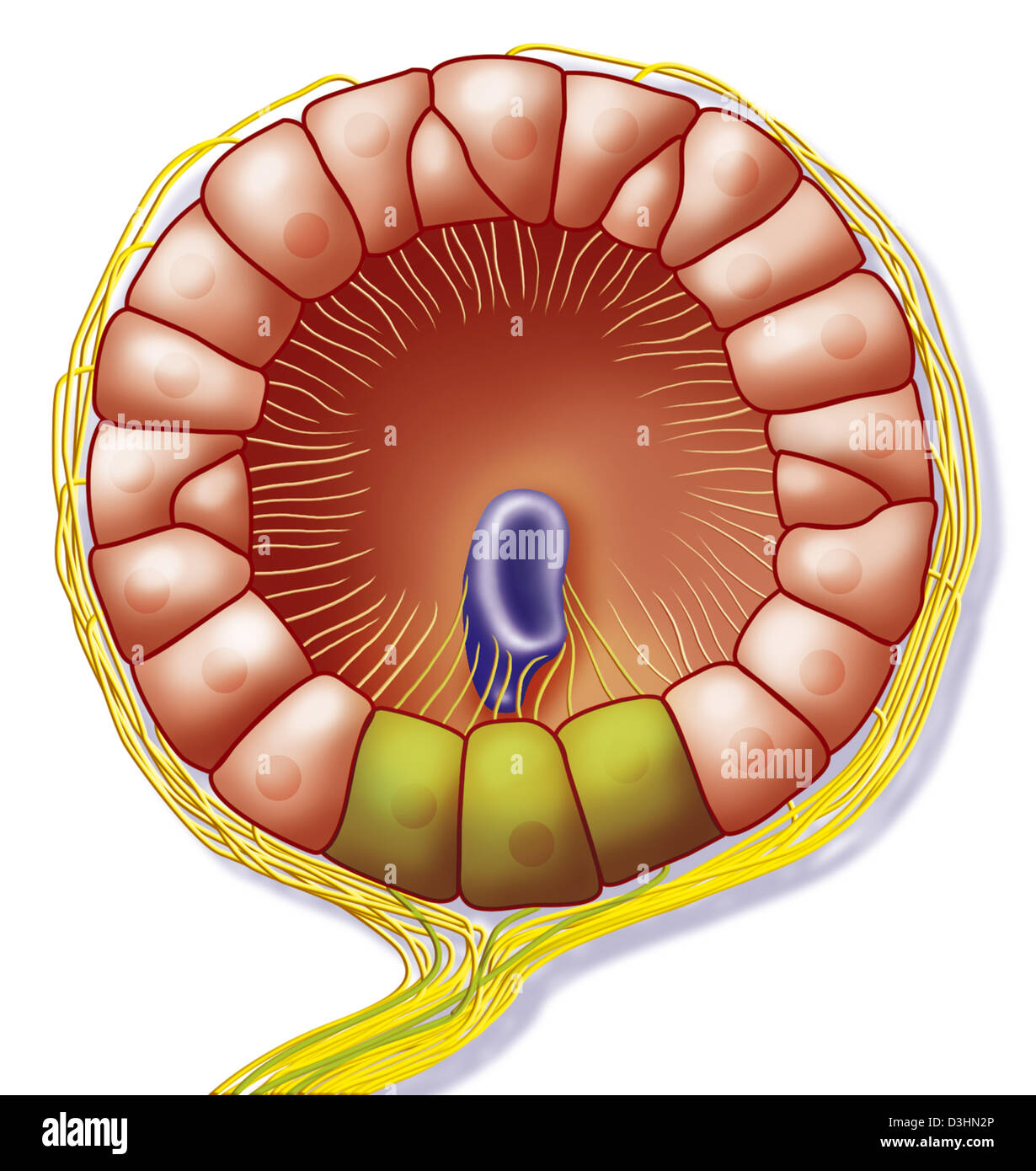 Mollusca drawings hi-res stock photography and images - Alamy