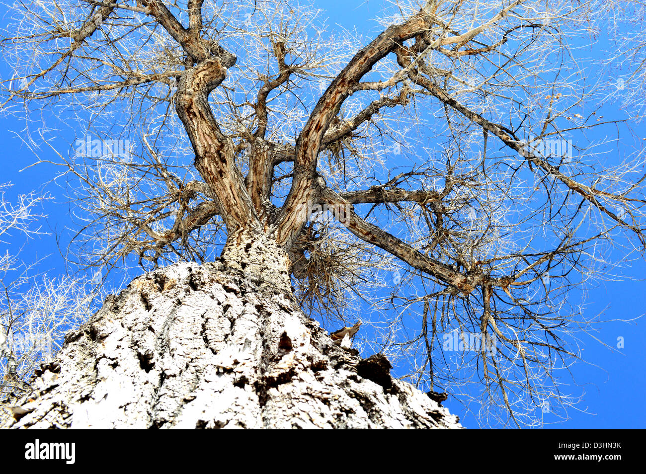 Strong stem hi-res stock photography and images - Alamy