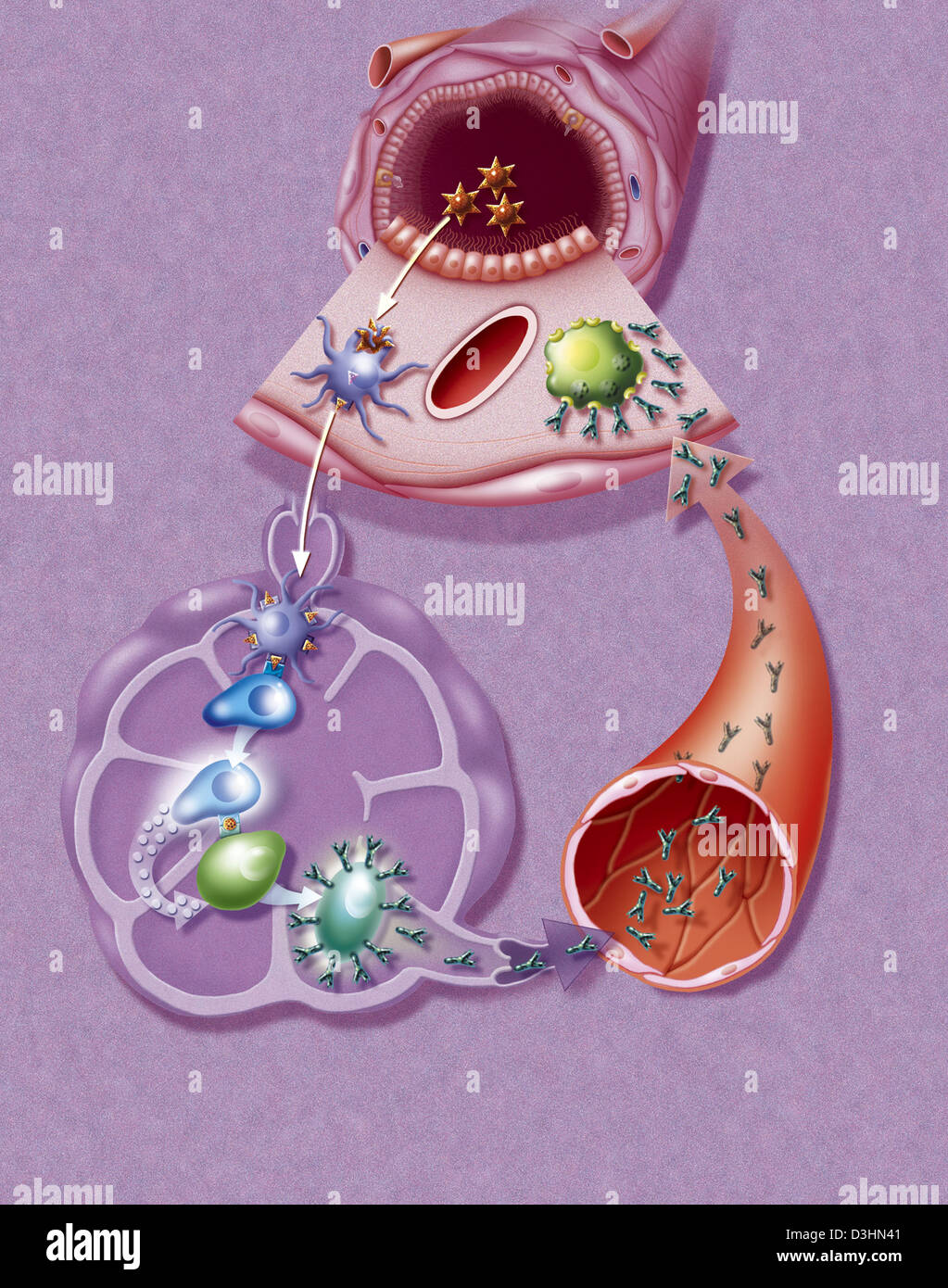 Immune cells asthma hi-res stock photography and images - Alamy