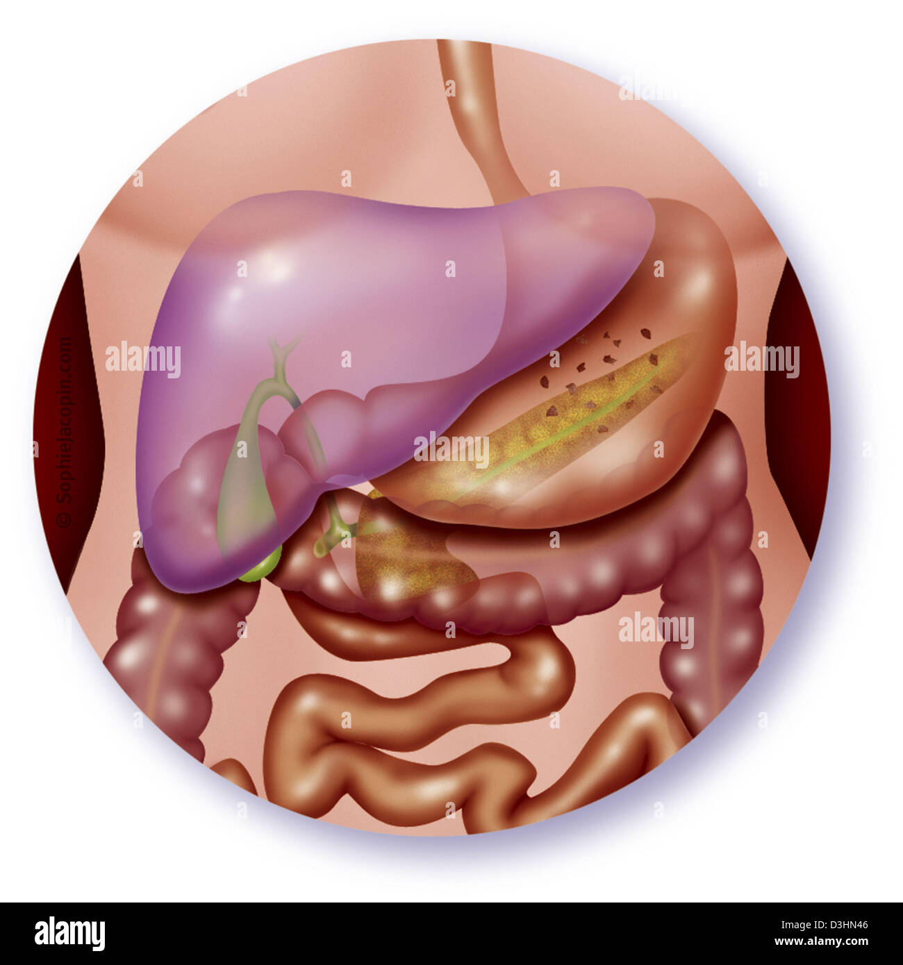 Liver drawing hi-res stock photography and images - Alamy