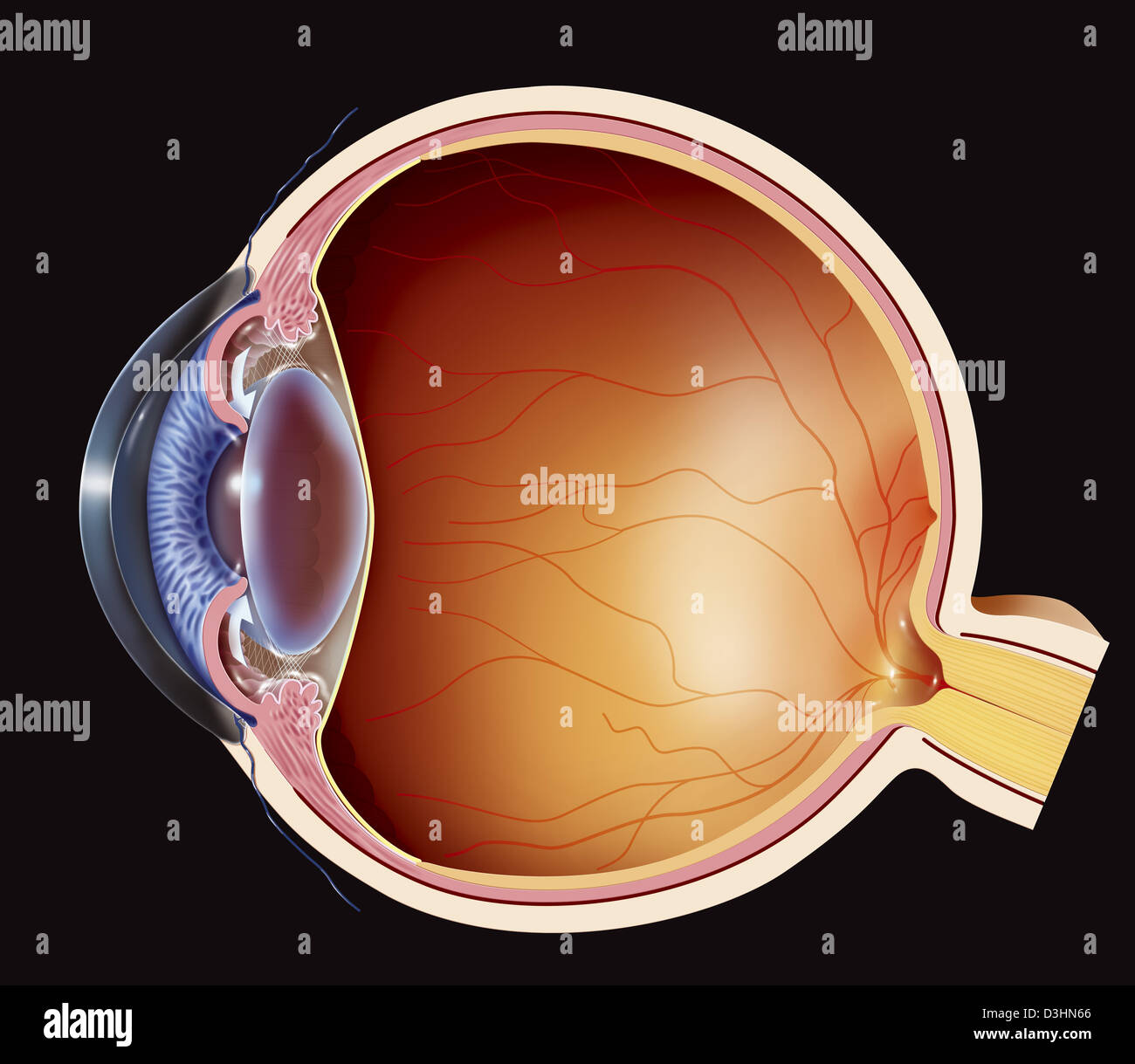Glaucoma anterior chamber hi-res stock photography and images - Alamy