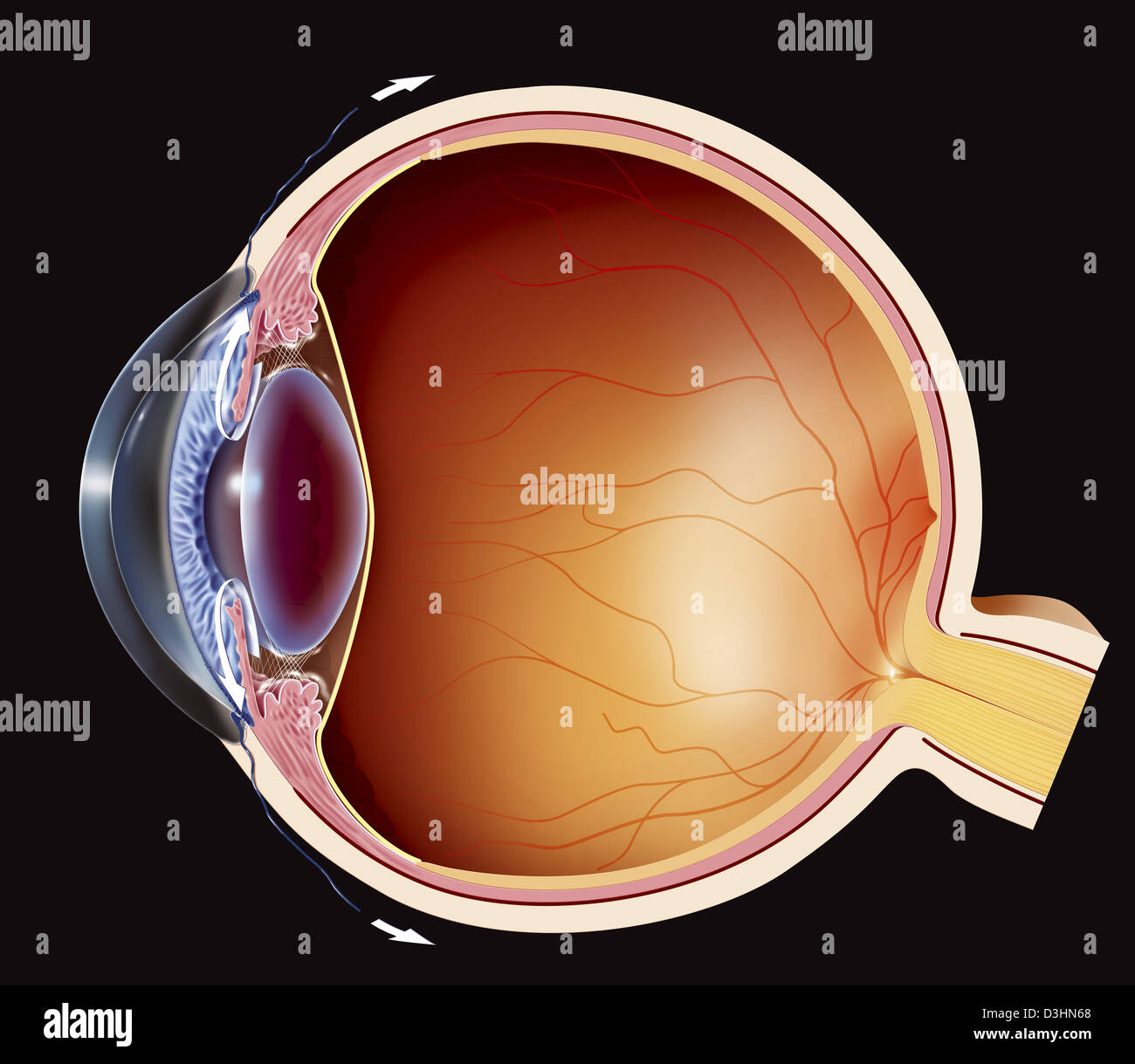 Trabecular meshwork hi-res stock photography and images - Alamy
