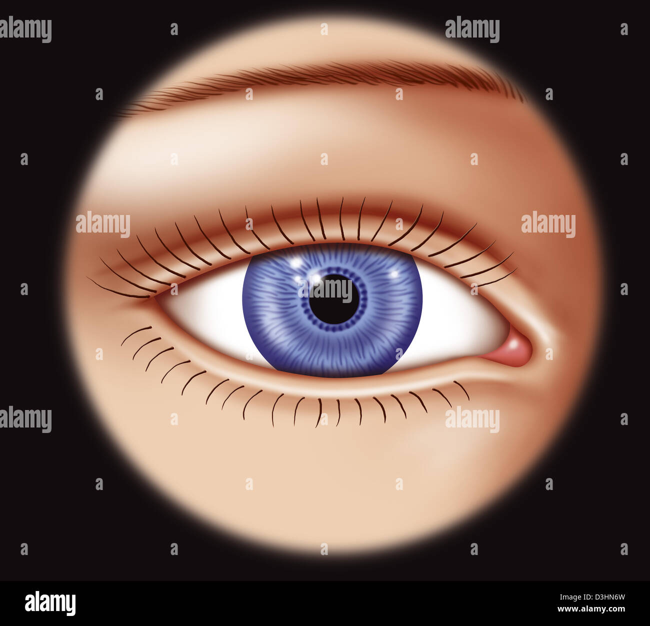 See seeing look looking view viewing visual eyes eyesight hi-res stock ...