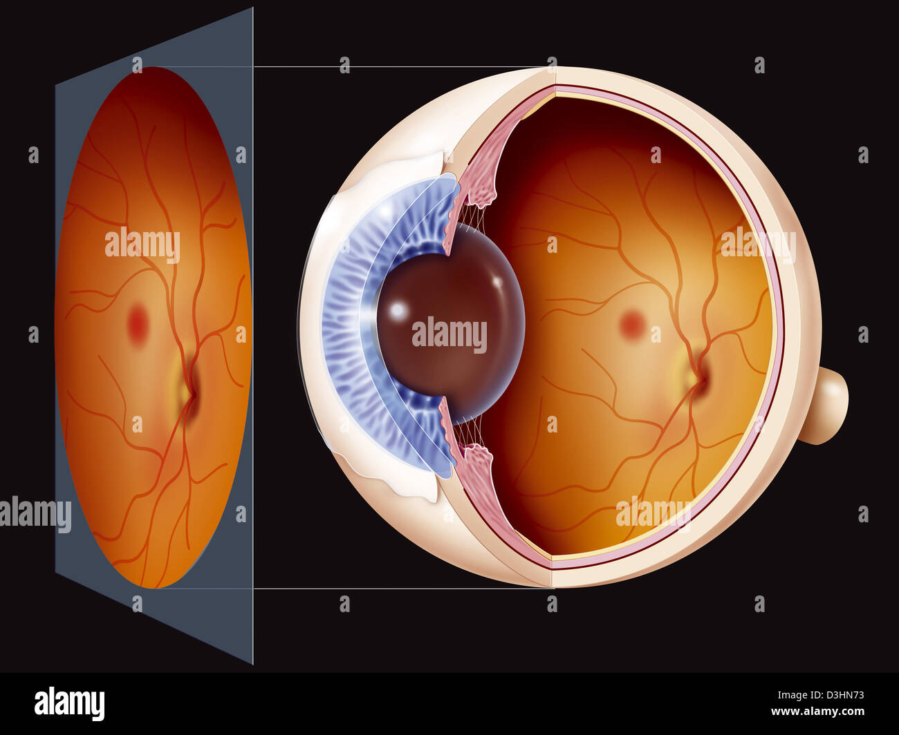 Retinography hi-res stock photography and images - Alamy