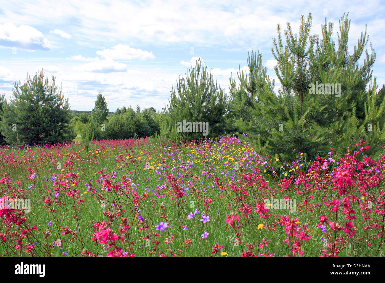 Summer meadow with colors and pines Stock Photo - Alamy