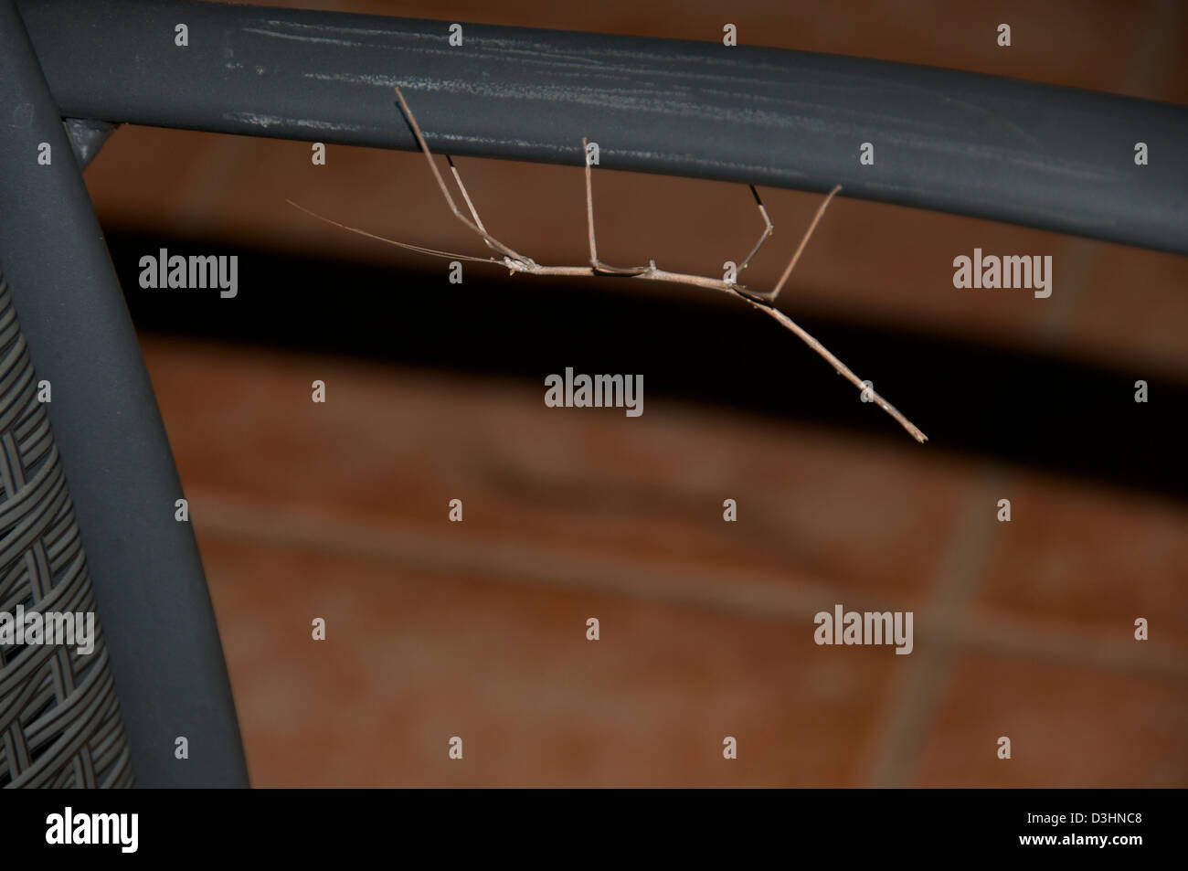 stick bug lands on our chair on the deck at Costa Rica Stock Photo - Alamy