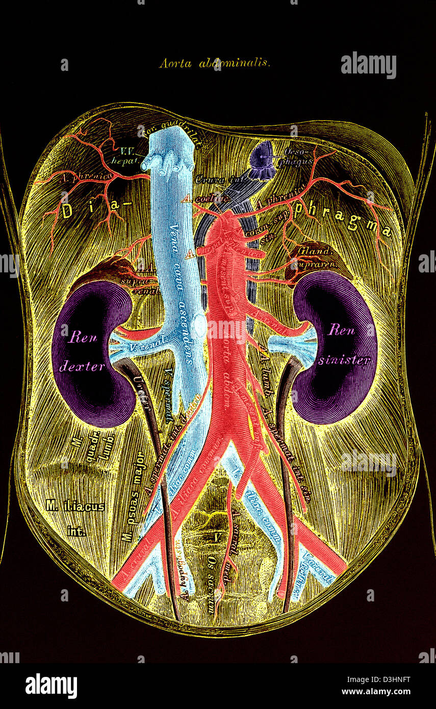 Blood circulation kidney drawing hi-res stock photography and images ...