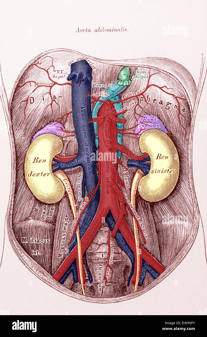 Abdominal aorta kidneys hi-res stock photography and images - Alamy