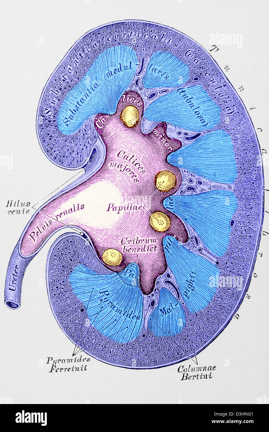Pyelons hi-res stock photography and images - Alamy
