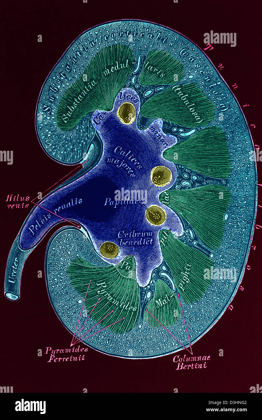 Renal pyramids hi-res stock photography and images - Alamy