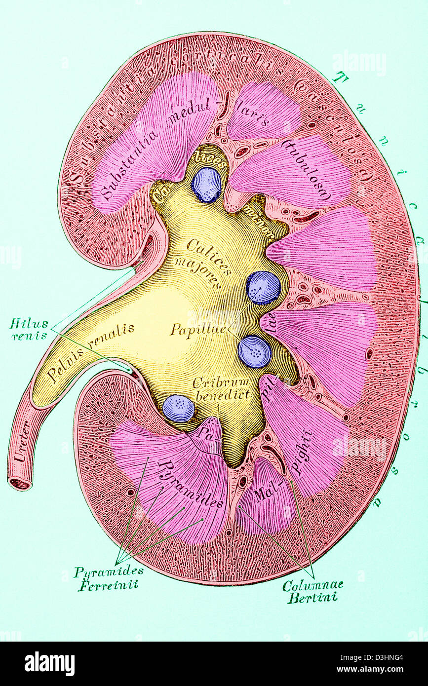 Columnae renales hi-res stock photography and images - Alamy