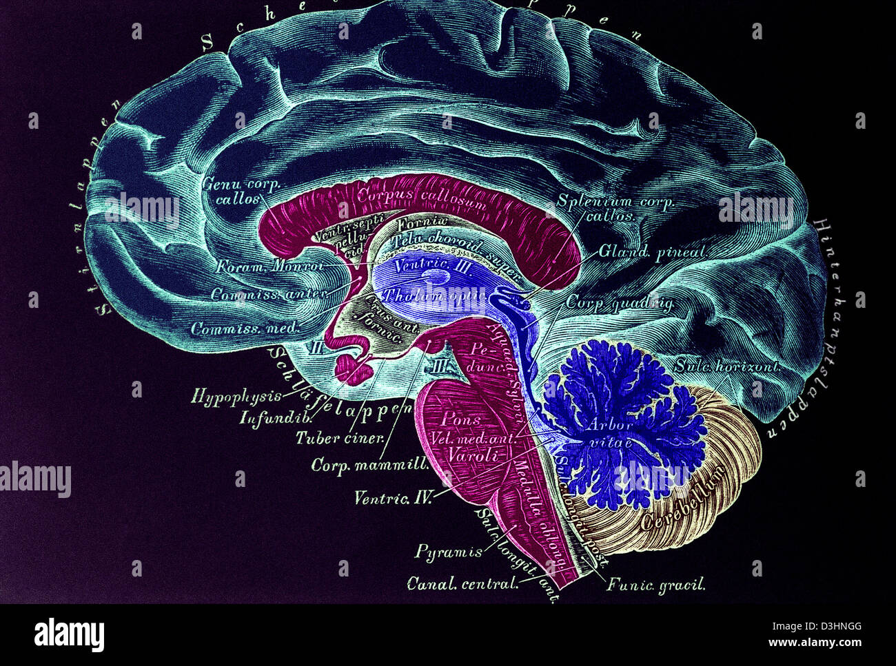 Falciform lobe hi-res stock photography and images - Alamy