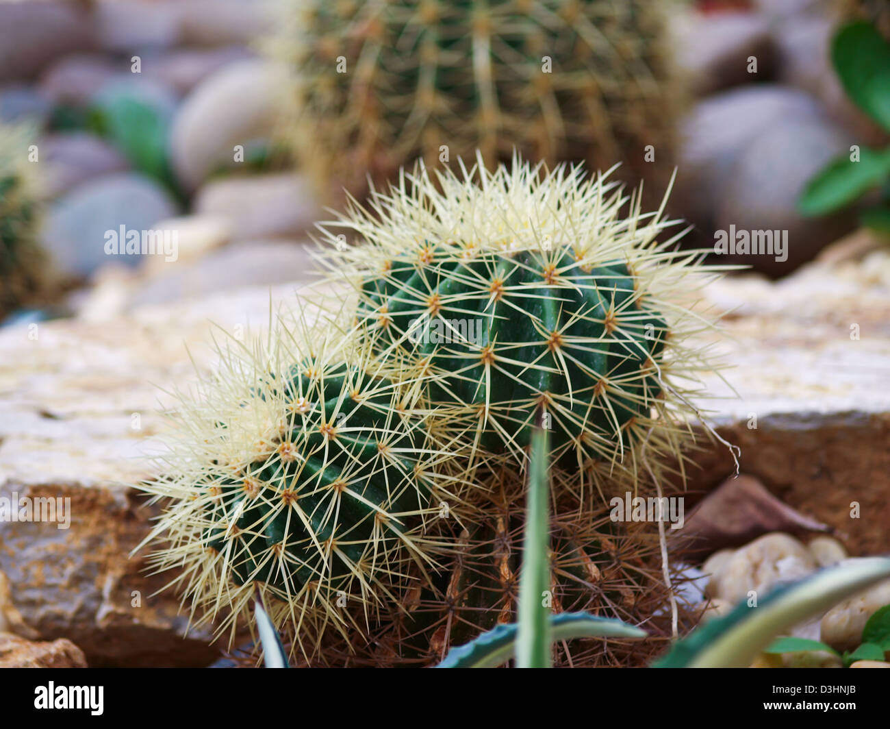 close up of globe shaped cactus with long thorns Stock Photo - Alamy