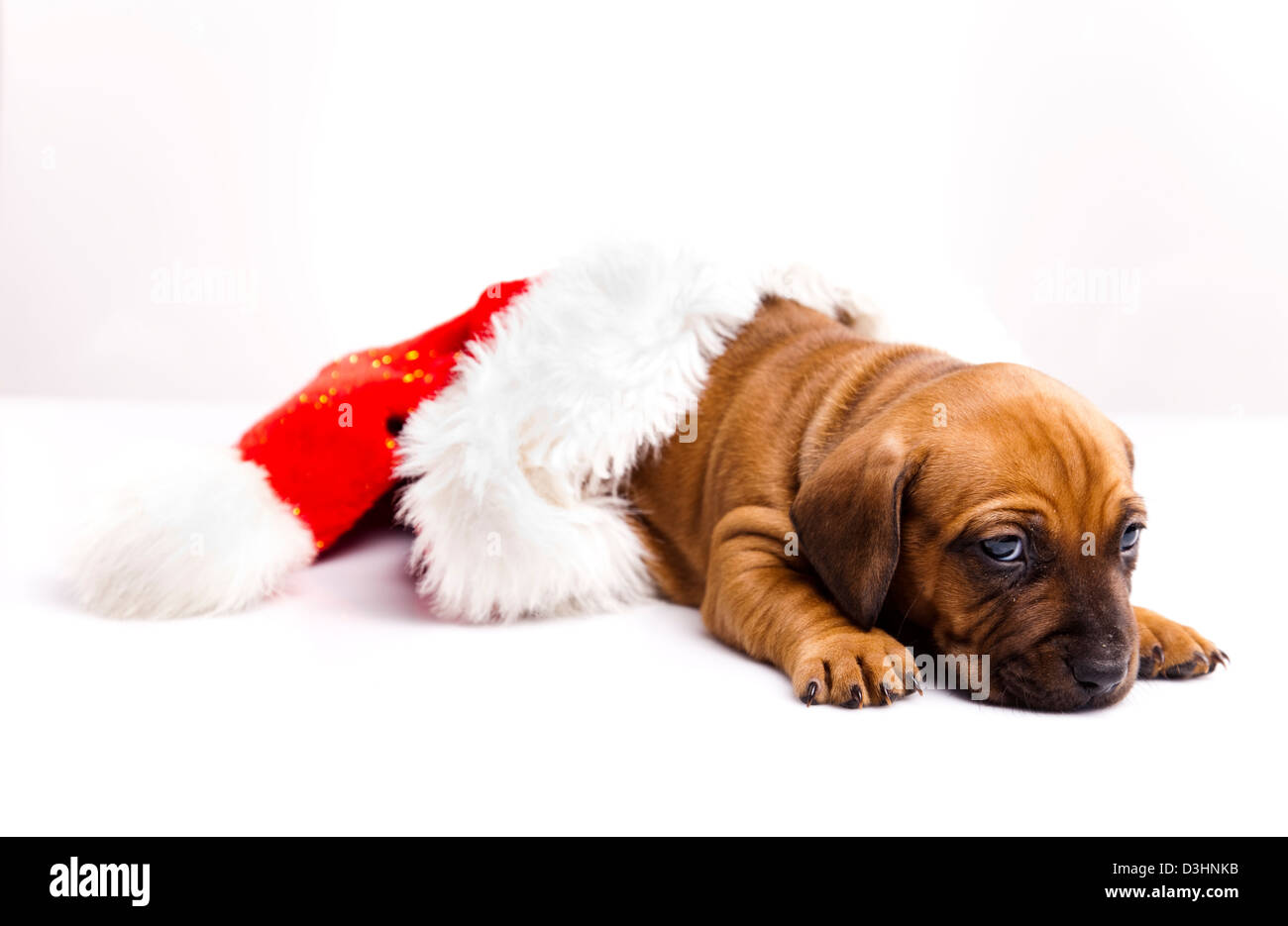 Little dog and Santa Claus hat Stock Photo - Alamy