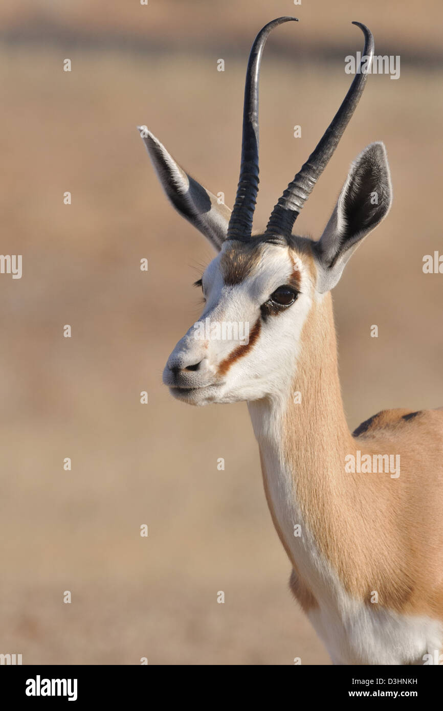 Springbok head hi-res stock photography and images - Alamy